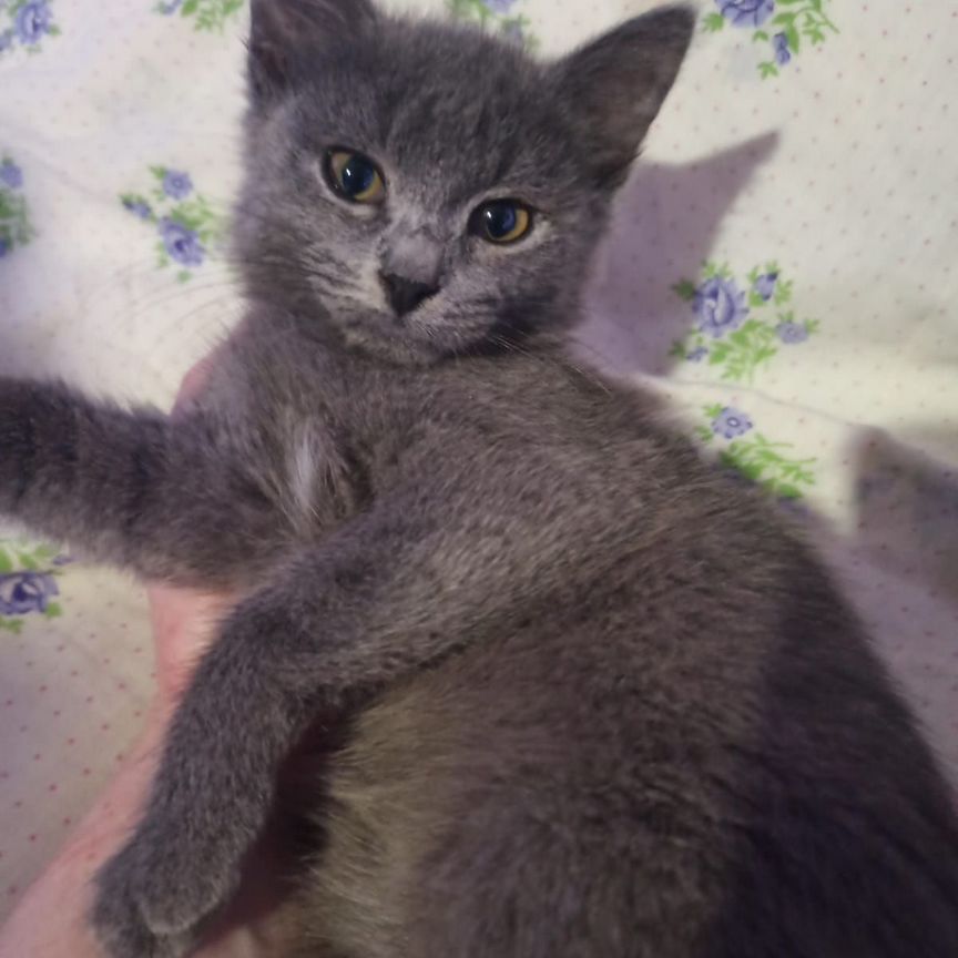 Красивый котенок