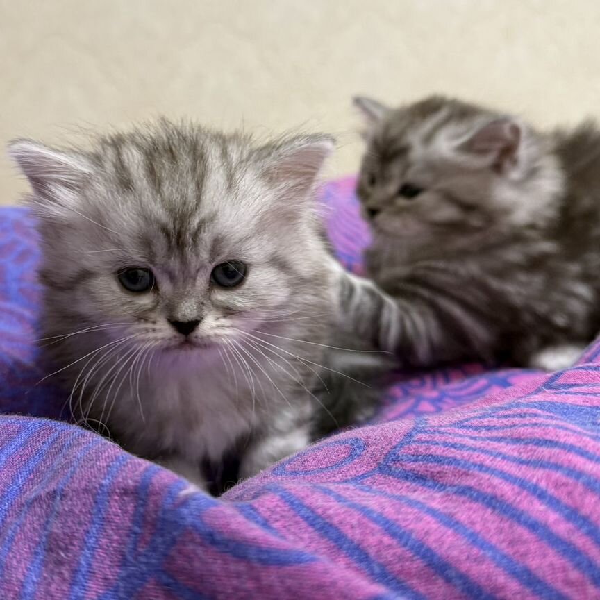 Сибирский котёнок