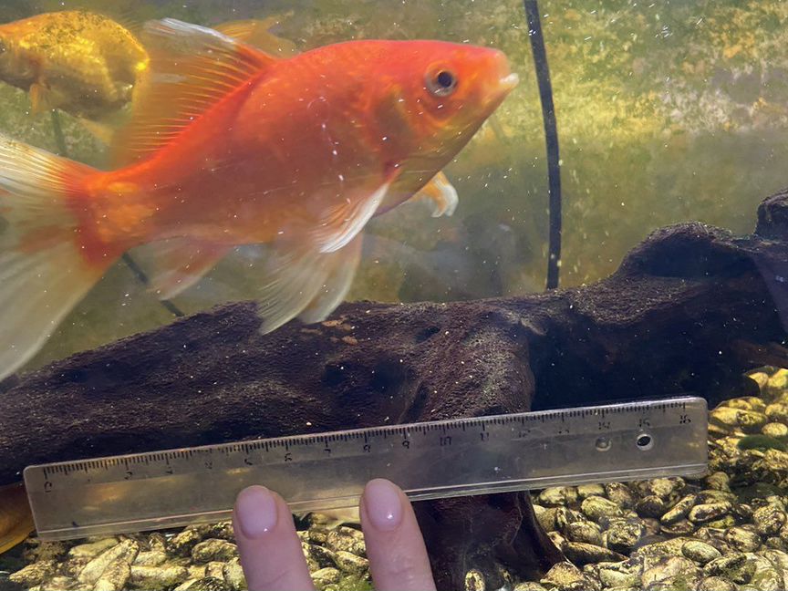 Рыба золотая "комета"