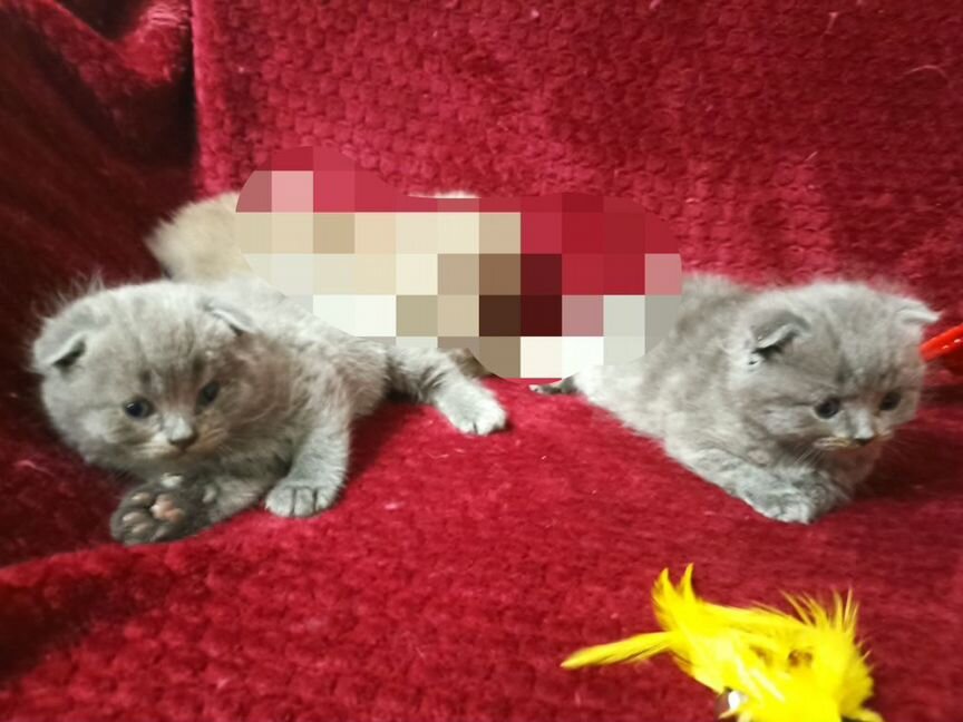 Шотландские вислоухие котята