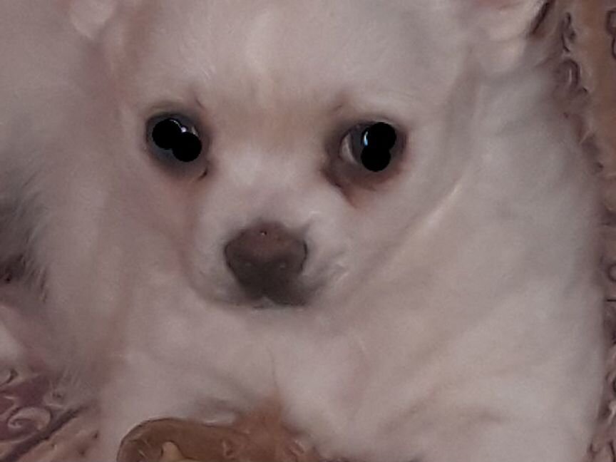 Длинношерстный малыш