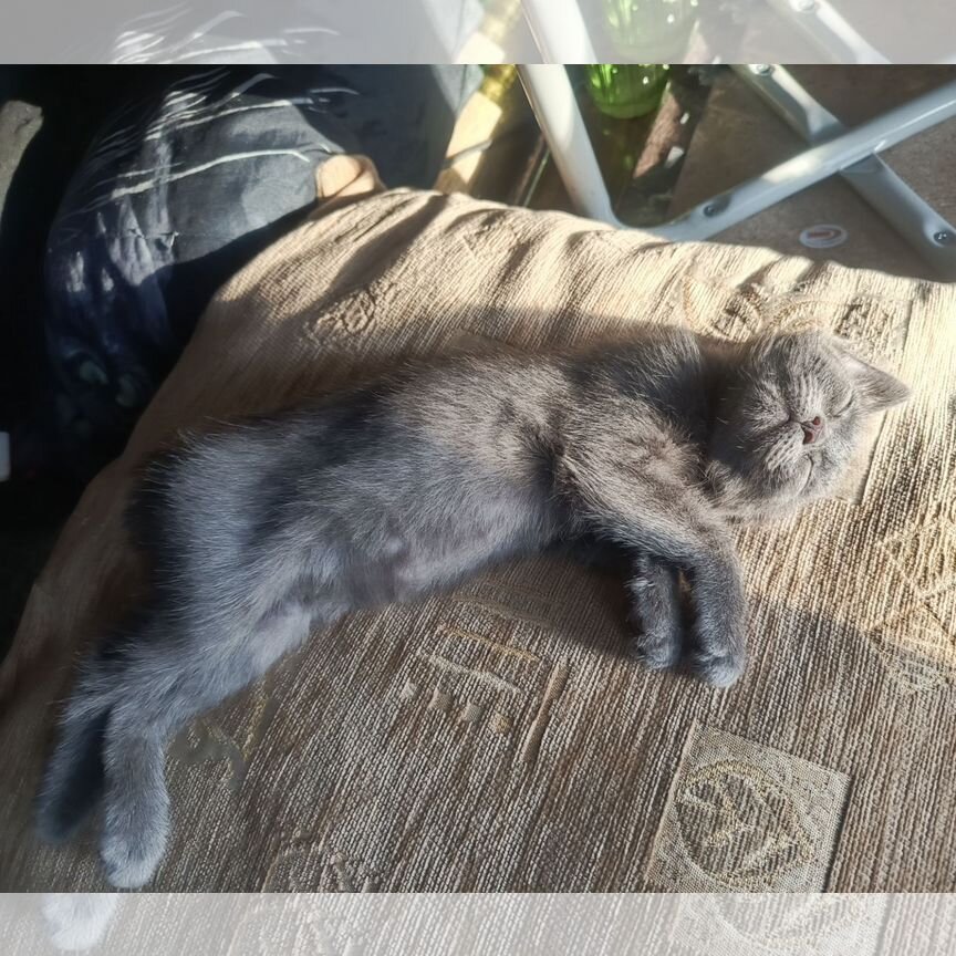 Британский короткошёрстный котёнок