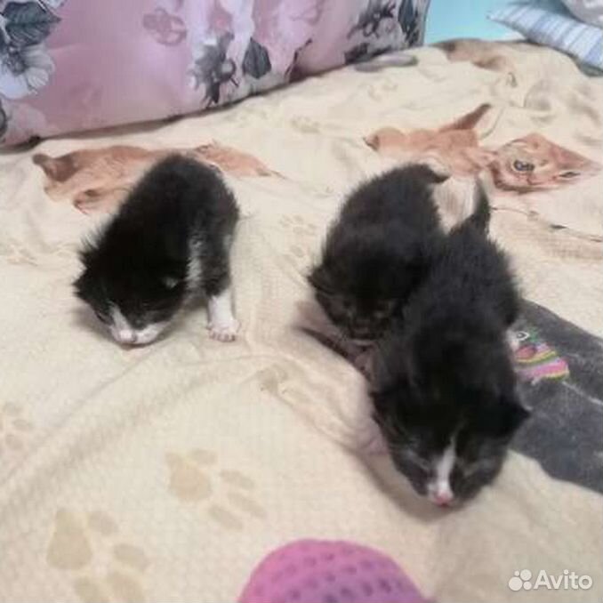 Ищем временную передержку с кормящей кошкой