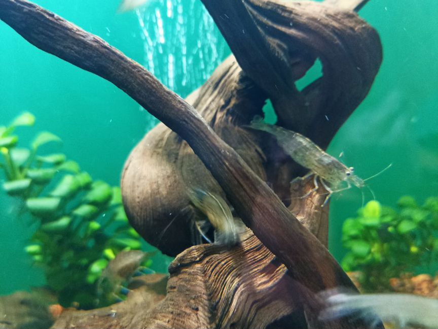 Креветка Амано