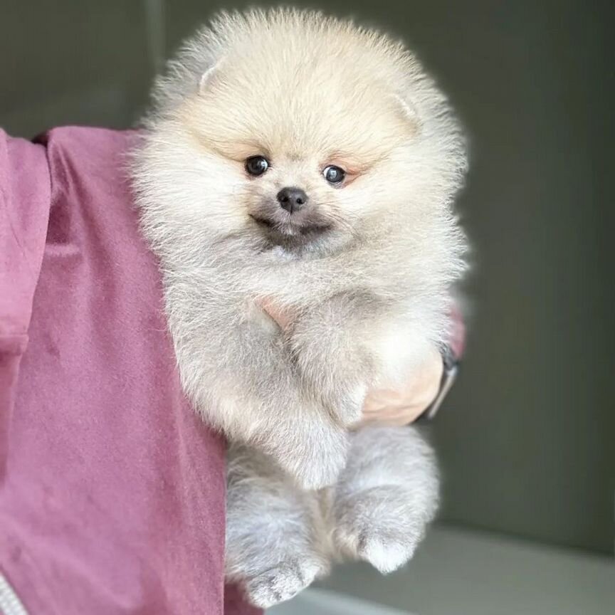 Немецкий шпиц, щенок