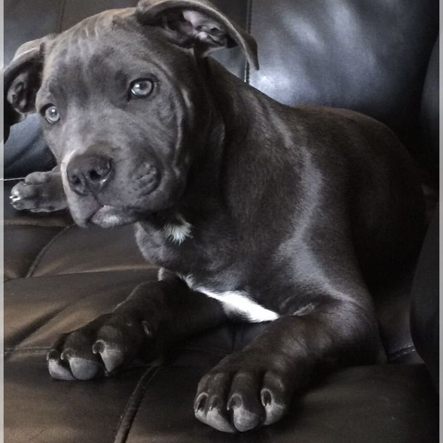 Американский питбультерьер, щенок