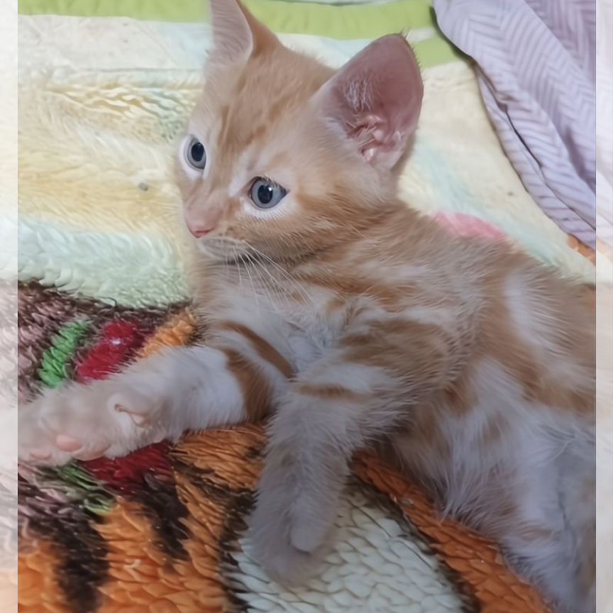 Котёнок в добрые руки