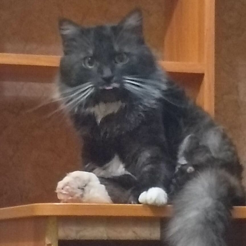 Отдам кота в добрые руки