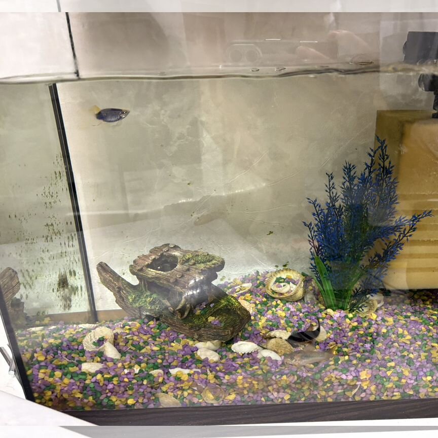 Аквариум с рыбками