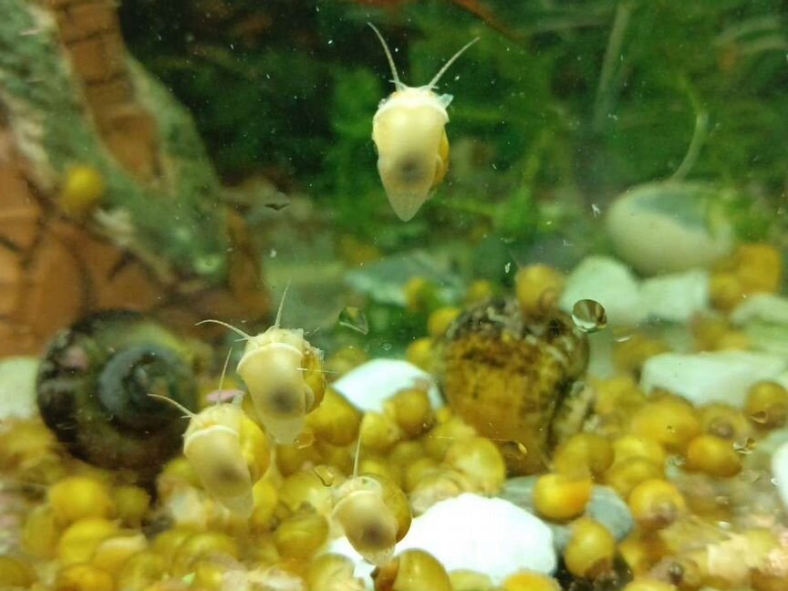 Улитки Ампулярии