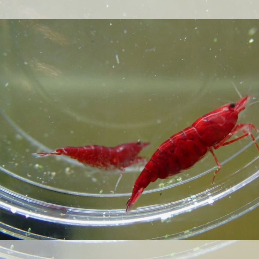 Креветки кровавая Мэри, темно красные