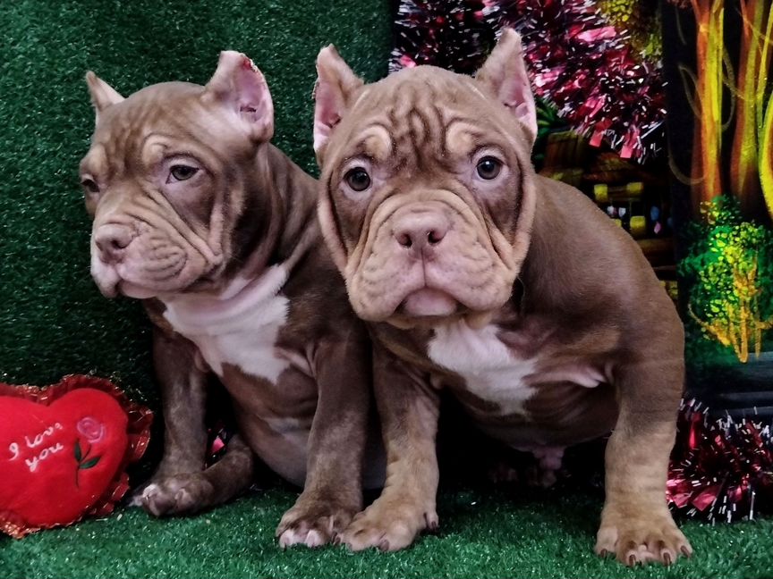 Булли. Шокотриколор