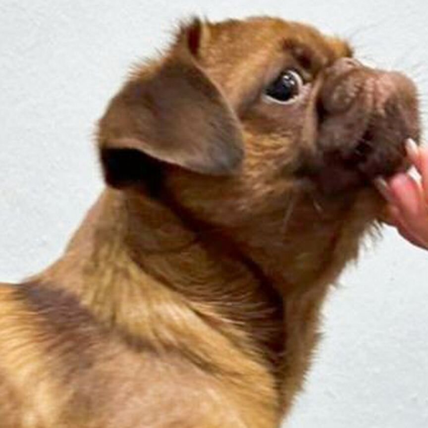 Брабансон вязка