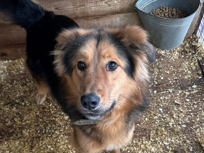 Пёсик Гарик из приюта ищет семью