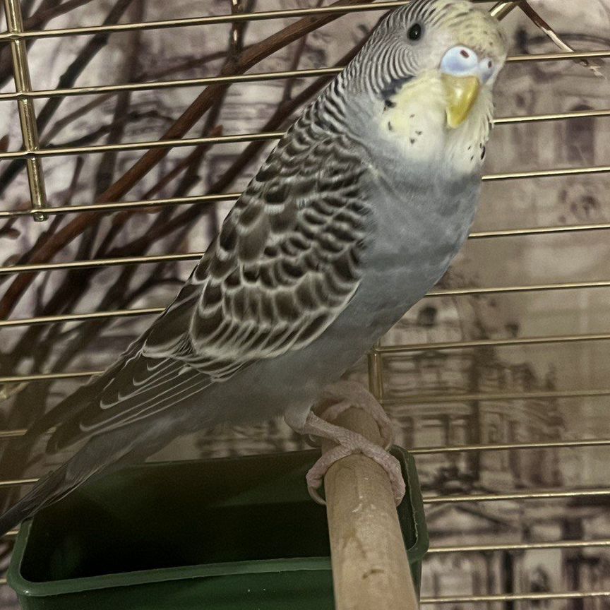 Волнистый попугай птенец самочка