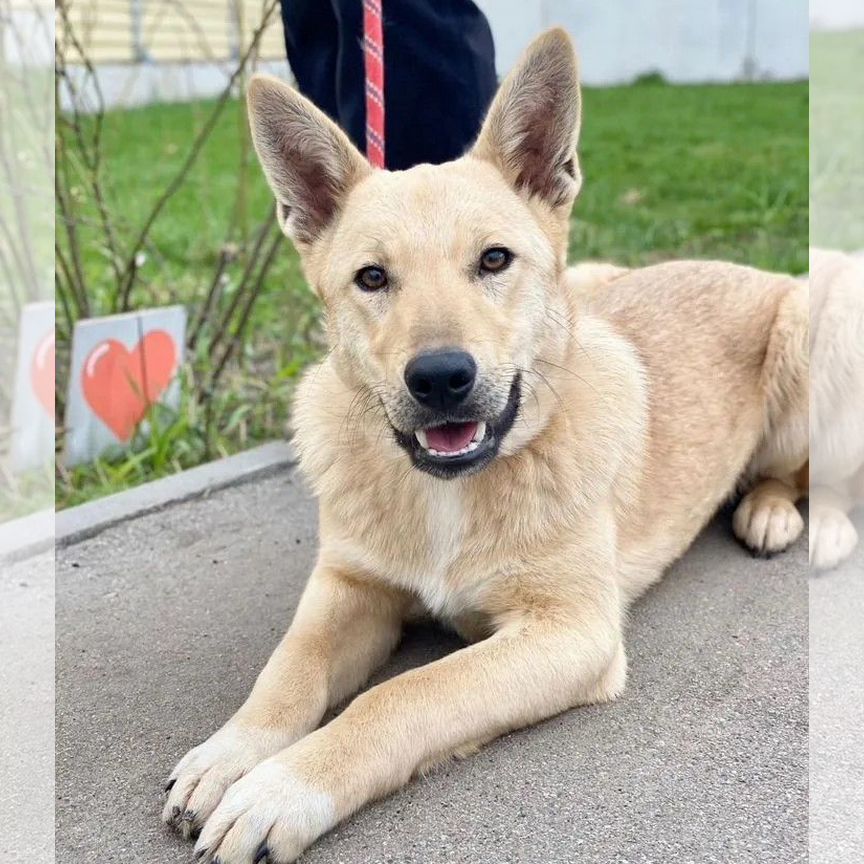 Лабрадор-ретривер, щенок