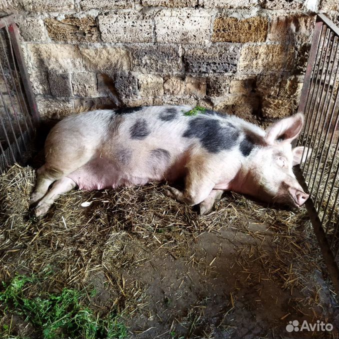 Свиноматка