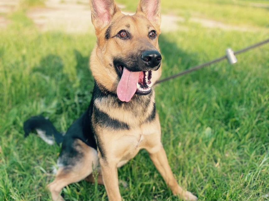 От собаки отказываются хозяева,нужен новый дом