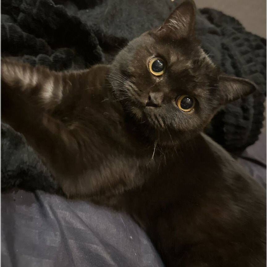 Шотландская кошка вязка