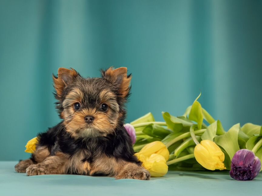 Классный мальчишка Люкс