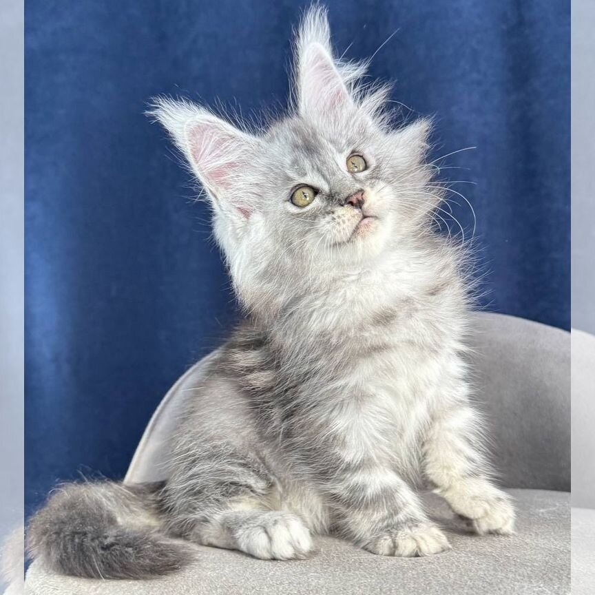 Мейн-кун котёнок