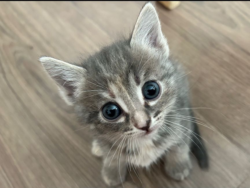 Котята в добрые руки 1 месяц девочки