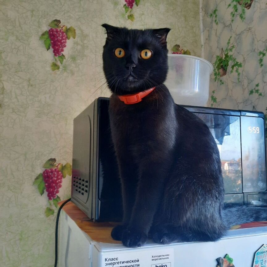 Шотландский вислоухий для вязки