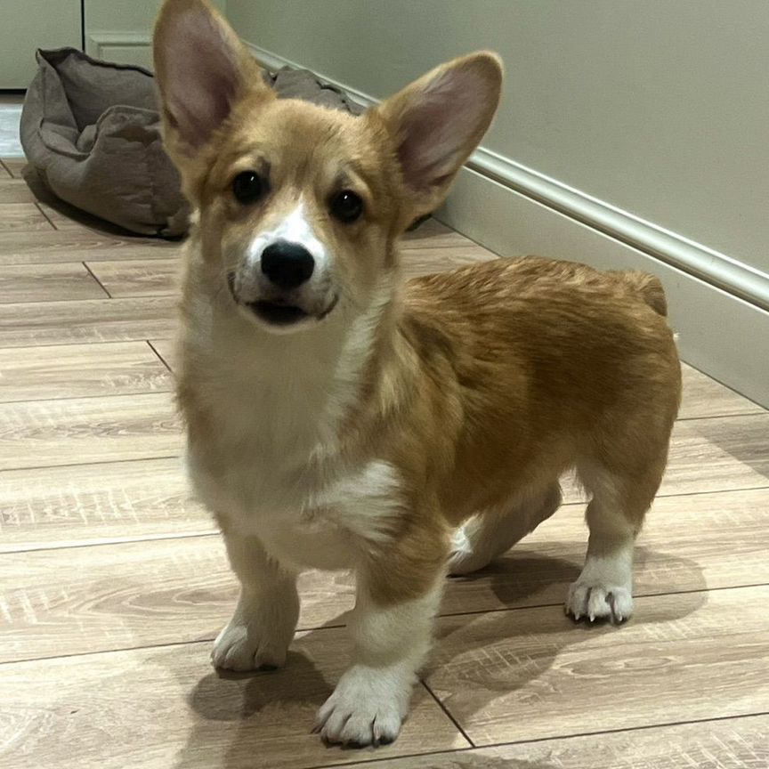 Вельш Корги Пемброк, щенок