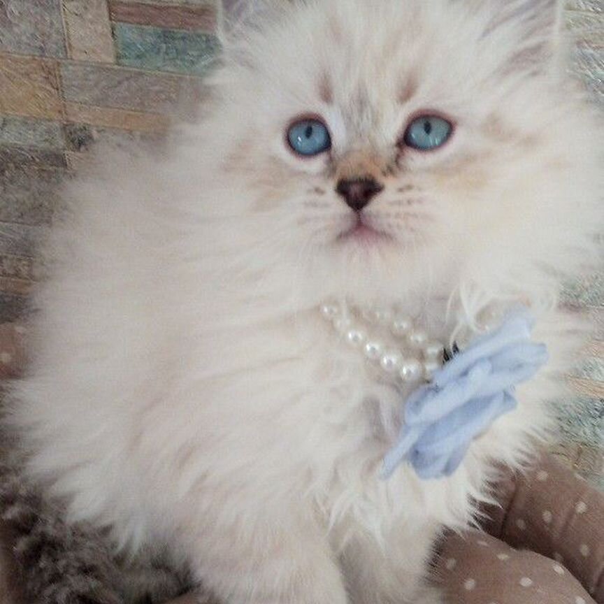 Котята