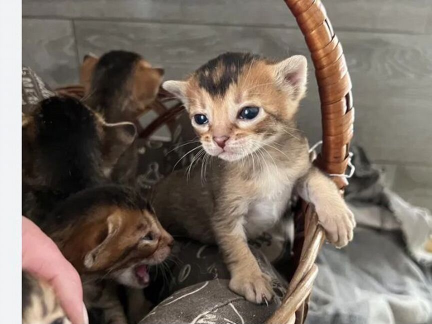 Абиссинская