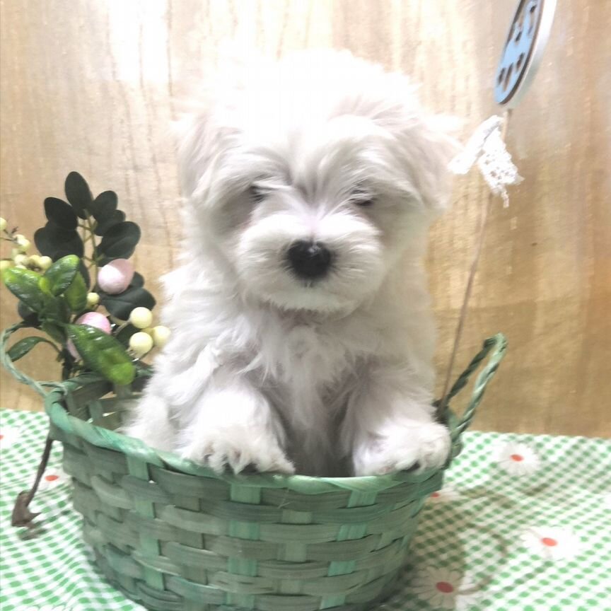 Щенки мальтезе