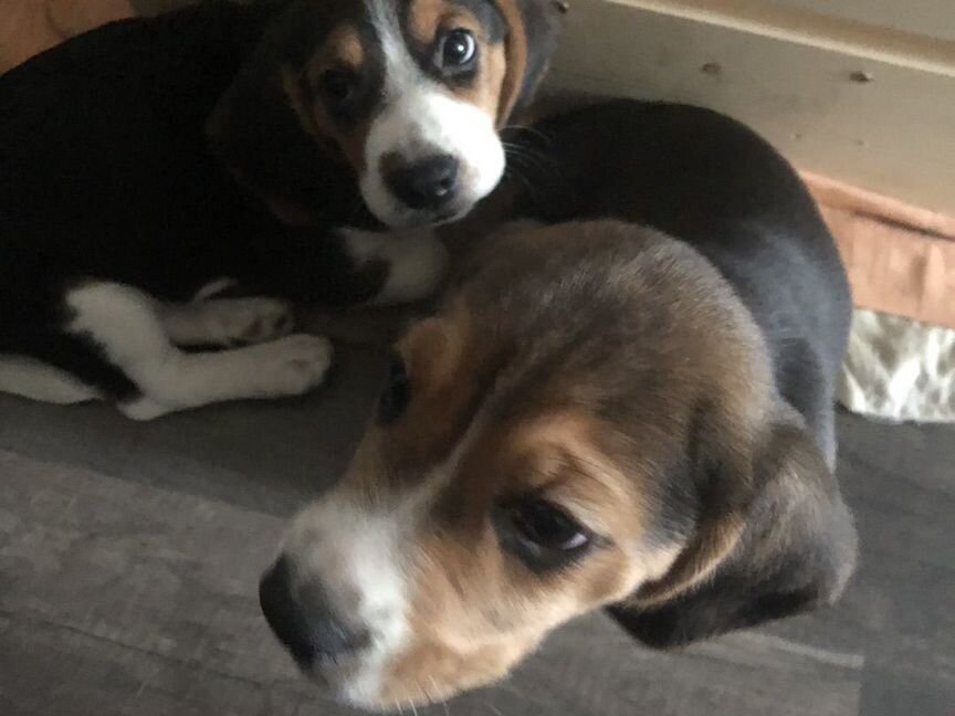 Щенки бигль мальчики