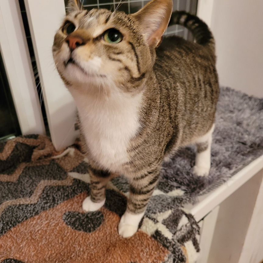 Котику нужен дом