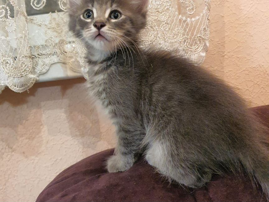 Котик Тимоша
