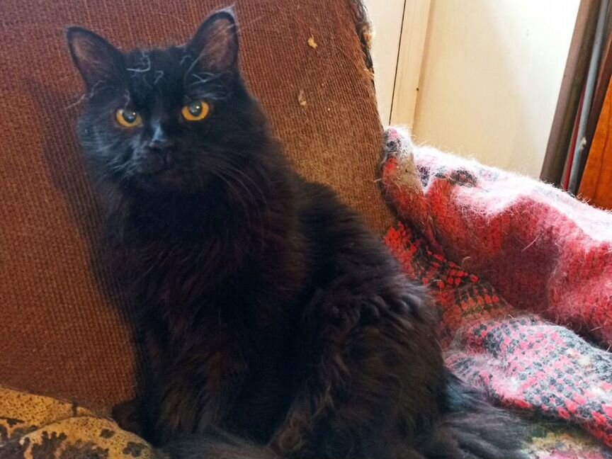 Чернушка хочет быть нужной