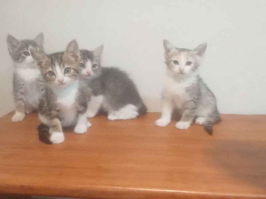 Котята на продажу