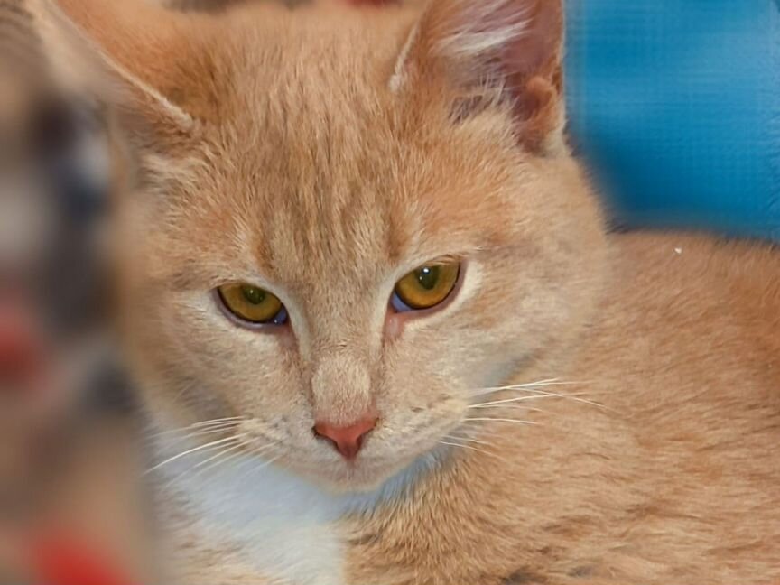 Рыжий котенок - подросток(мальчик) в добрые руки