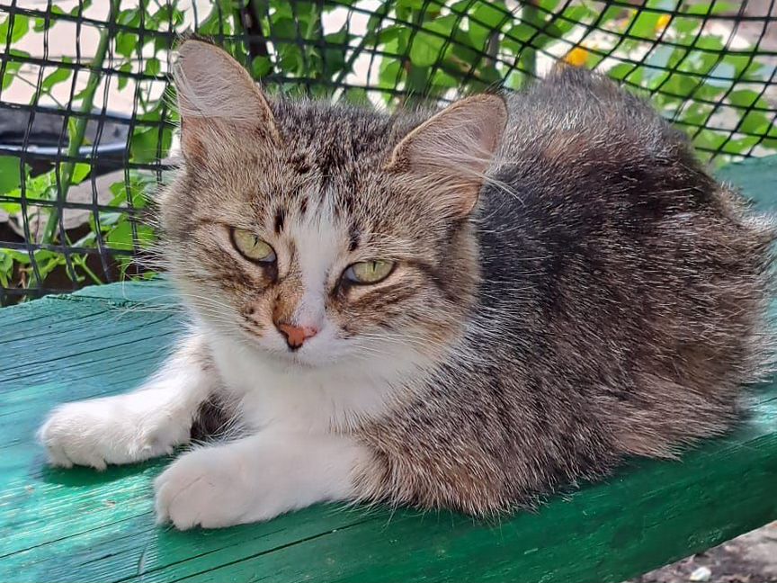 Кошечка ищет хозяина