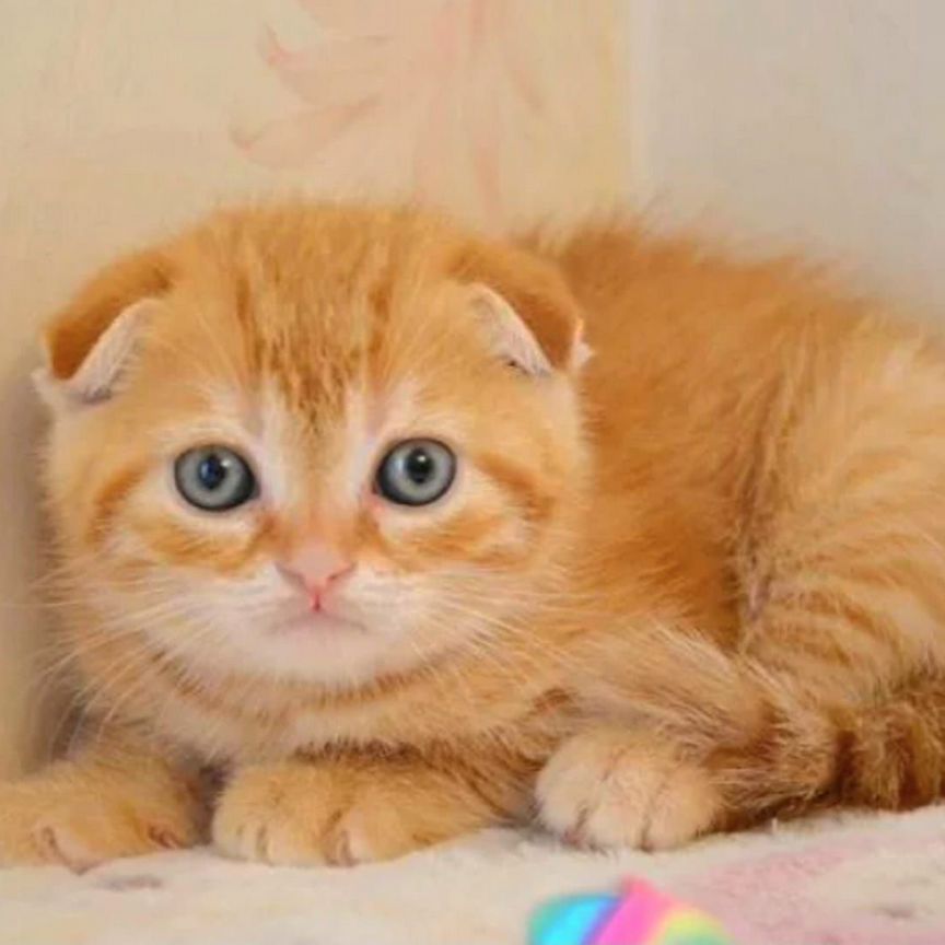 Рыжие вислоухие котята)