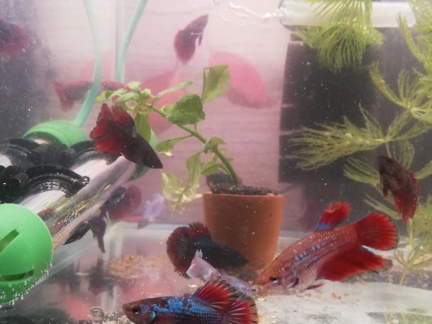 Аквариумные рыбки петушок