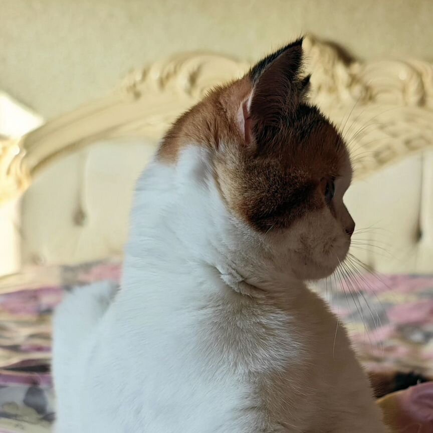 Девушка скоттиш страйт