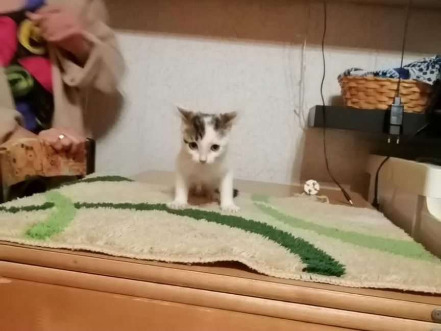 В дар котёнок Буся