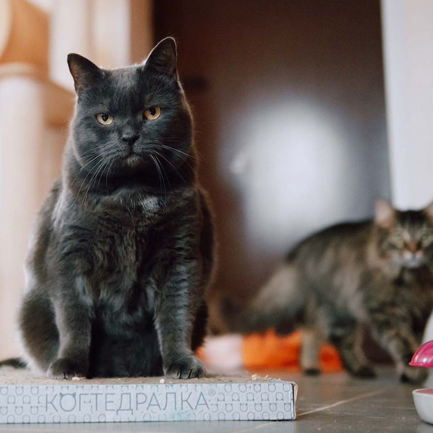 Взрослая кошка из приюта