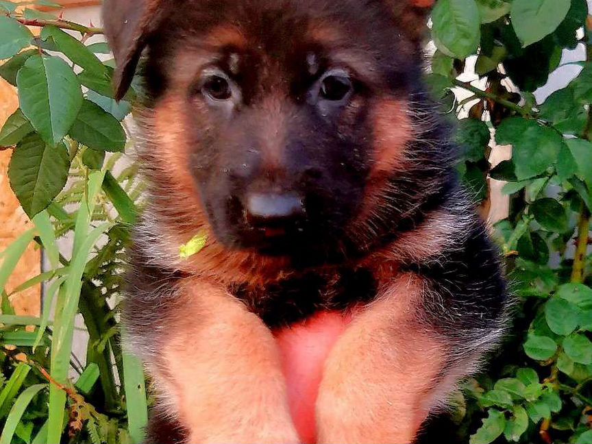 Щенки немецкой овчарки