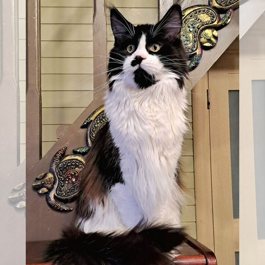 Мейн кун кот