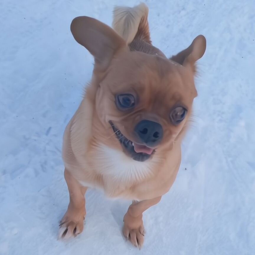 Чихуахуа, взрослая собака