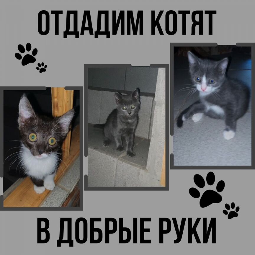 Котята в добрые руки