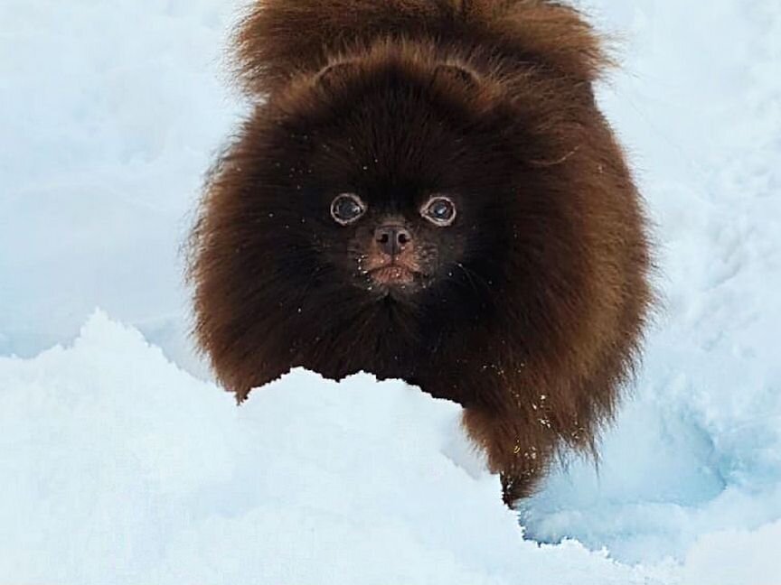 Померанский шпиц