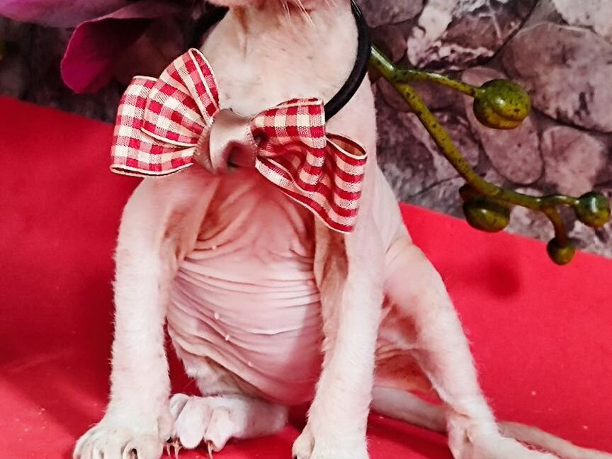 Котята к маю