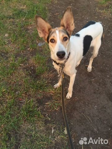 Собака Василиса